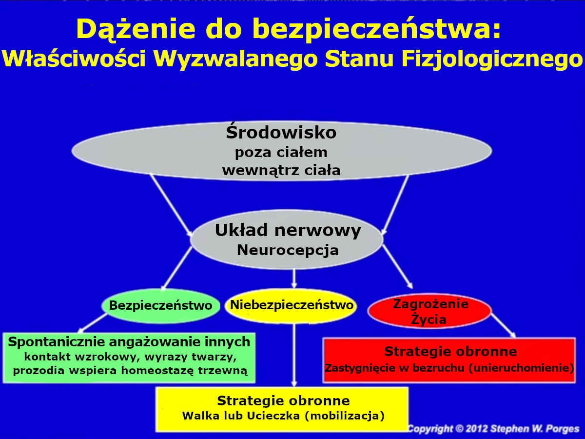 Nauka o współczuciu – dr Stephen Porges - początki, środkii interwencje